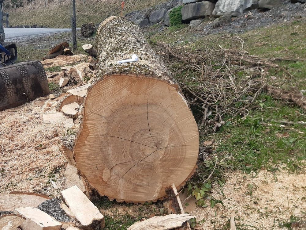 Esche Stamm Eschenholz Esche-Braunkern | Kaufen auf Ricardo
