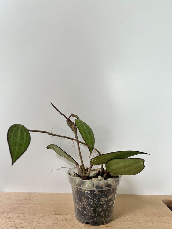 Hoya macrophylla | Kaufen auf Ricardo