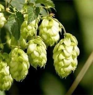 HOUBLON PLANT 15-20cm (Neuf (Voir description)) à Bremblens pour CHF 29 ...