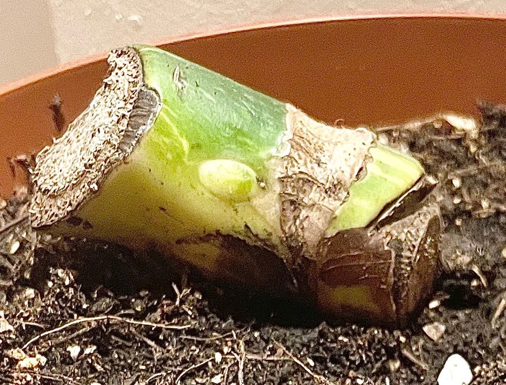 Monstera Thai Constellation, XL established Node! Big Trunk! | Kaufen ...