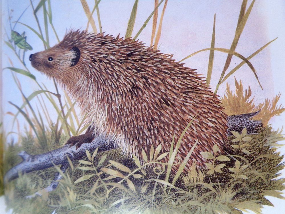 Piek, der kleine Igel - Igelkind / Bilderbuch ab Fr. 8.- (Gebraucht) in ...