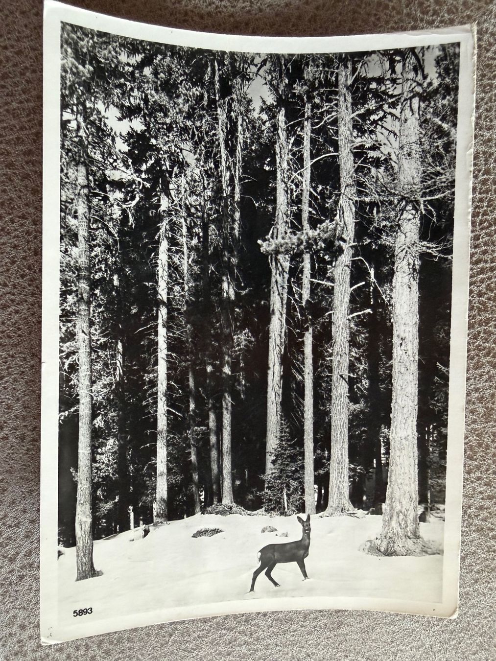 Albert Steiner St. Moritz 5893, Das Reh am Waldrand (Gebraucht) in St ...