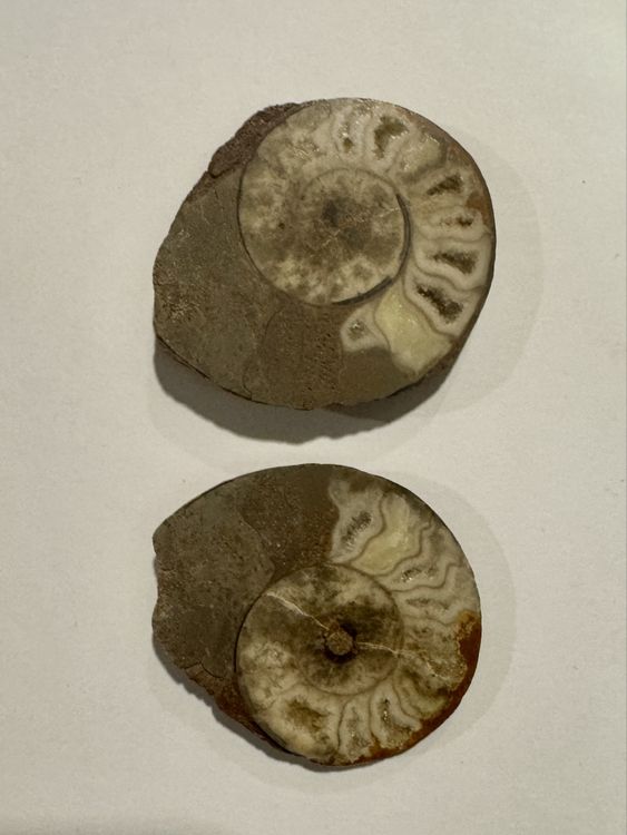 Fossilien: Versteinerte Fische und Ammoniten (Gebraucht) in Maur für ...