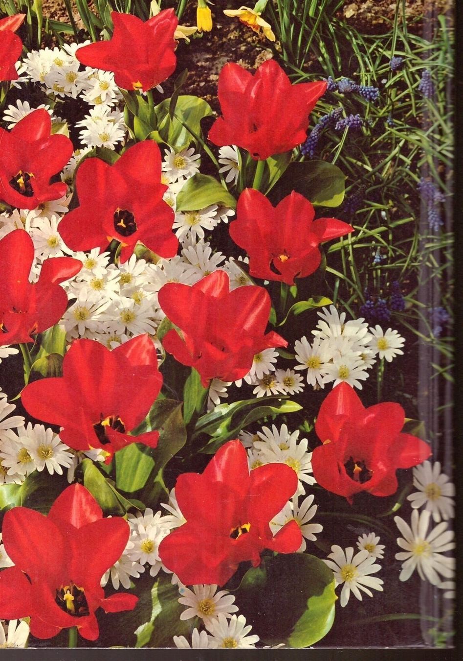 Regina Wiedmer - Mehr Freude mit Blumen und Zimmerpflanze ° (Gebraucht ...