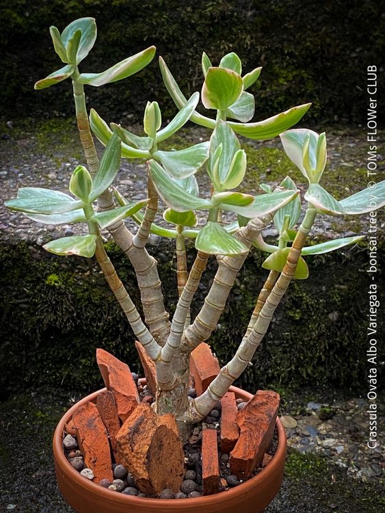 Crassula Ovata Albo Variegata als Bonsai Bäumchen im Tontopf (Neu und ...