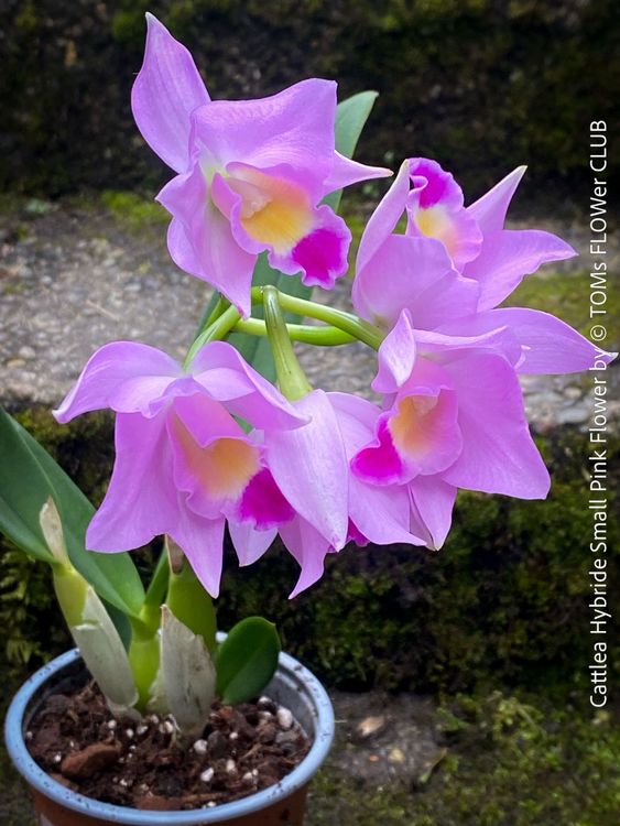 Cattlea Hybride Orchidee mit kleinen zarten violetten Blüten (Neu ...