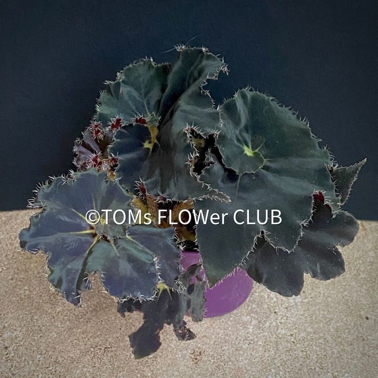 Begonia Royal Velour | Kaufen auf Ricardo