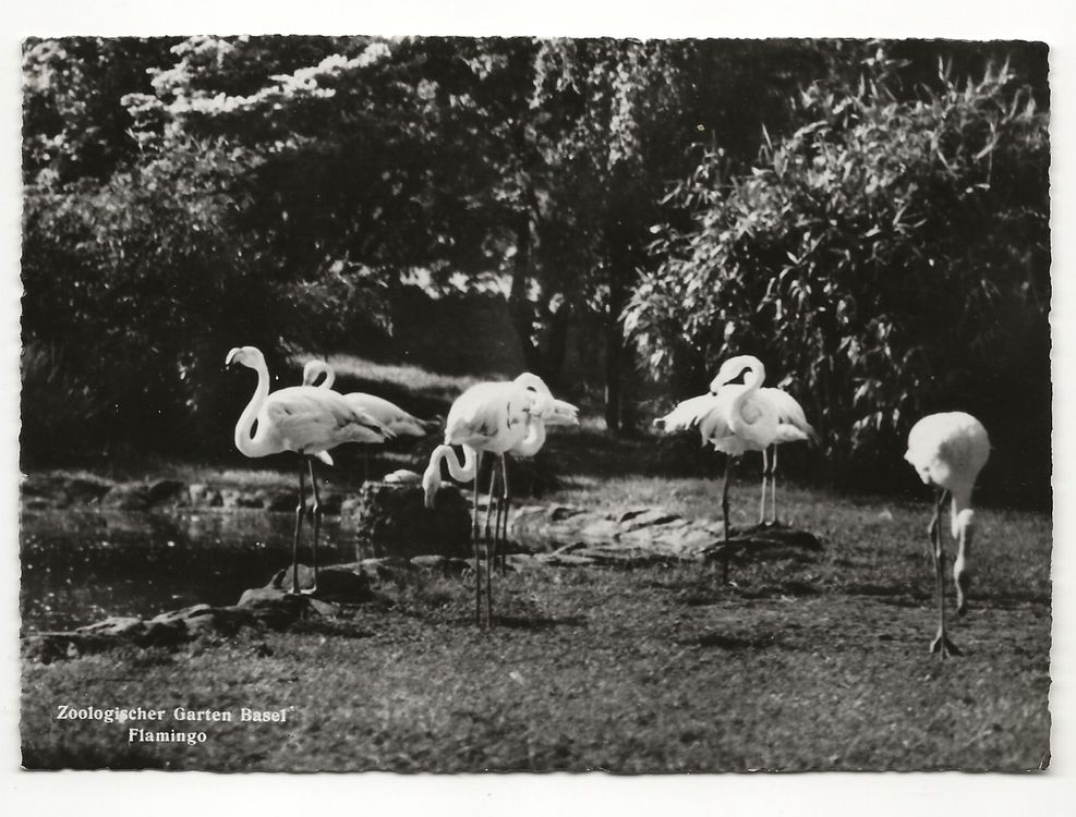 Zoologischer Garten Basel Flamingo 1957 vp | Kaufen auf Ricardo