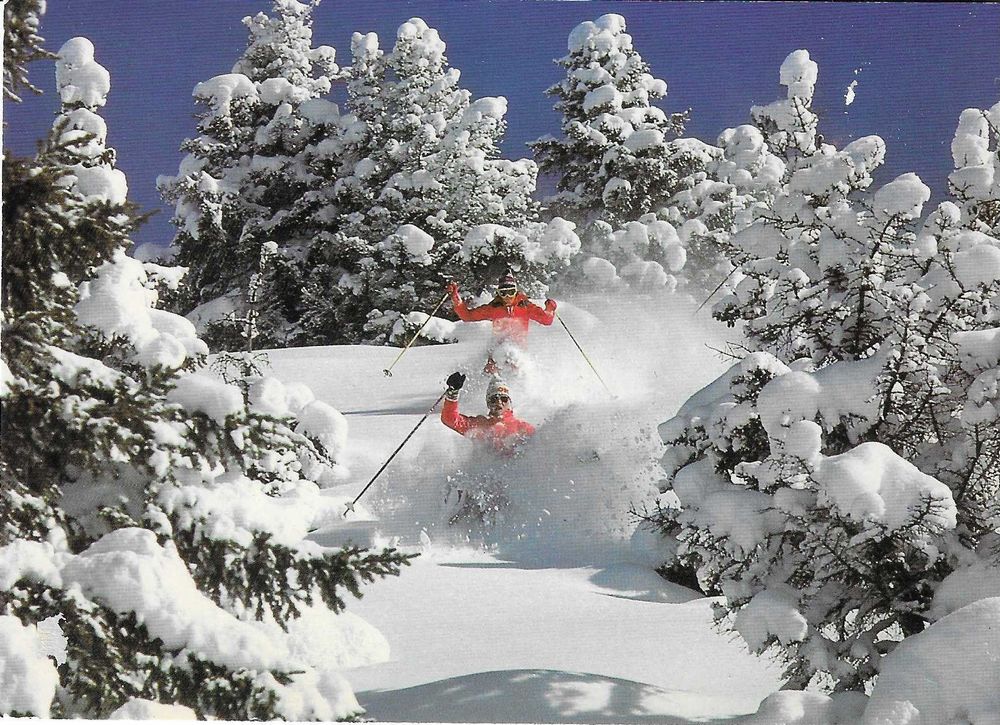 Ski Sauvage Wedeln im Tiefschnee (Gebraucht) in Rothrist für CHF 0.5 ...