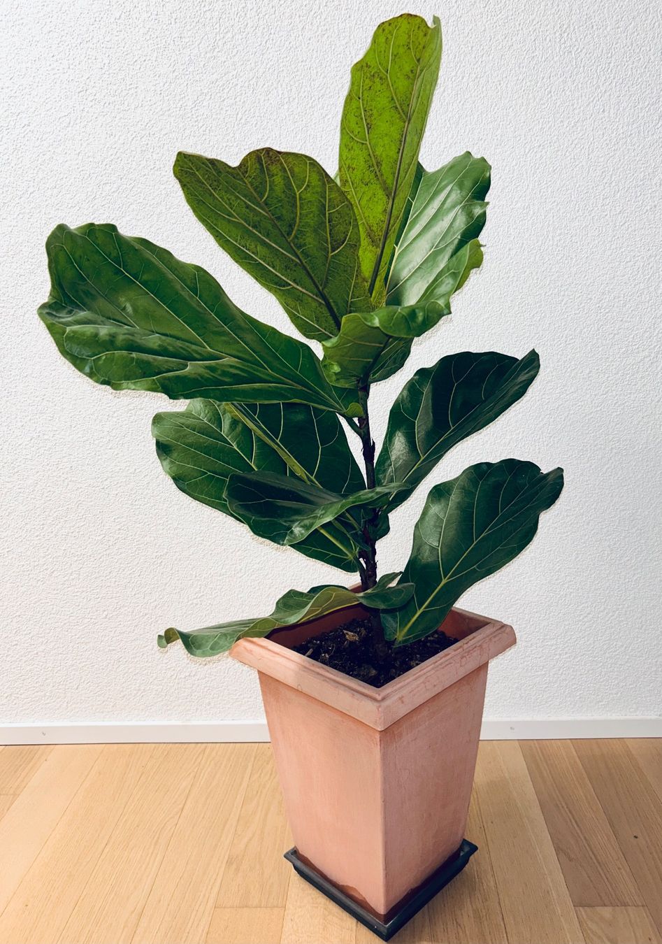 Ficus Lyrata Geigenfeige Fiddle Leaf fig potted plant (Gebraucht) in ...