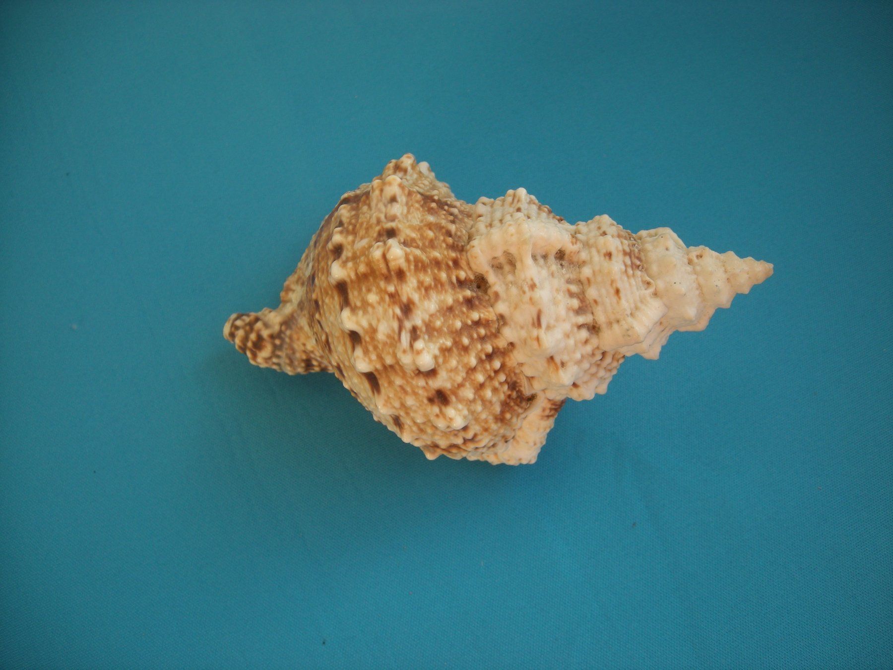 Grosse Muschel mit schöne Farbe Philippinen etwa 13- 14 cm (Gebraucht ...