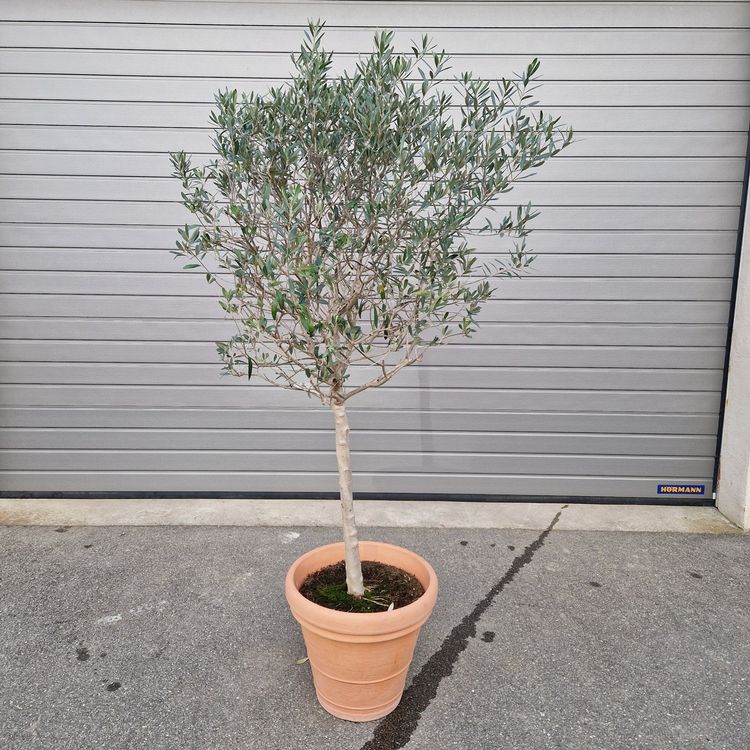 Olivenbaum | Kaufen auf Ricardo
