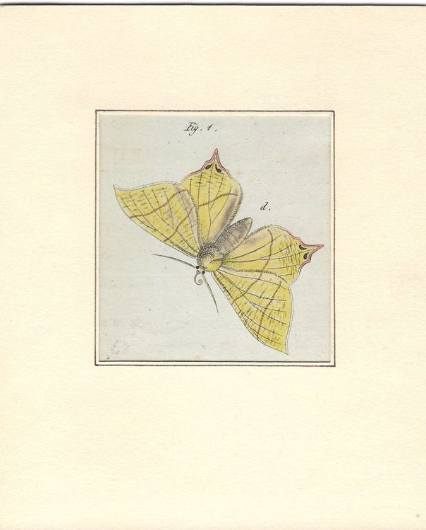 Orig. Kupferstich um 1780 - Schmetterling (Gebraucht) in Frauenfeld für CHF 14 – mit Lieferung ...