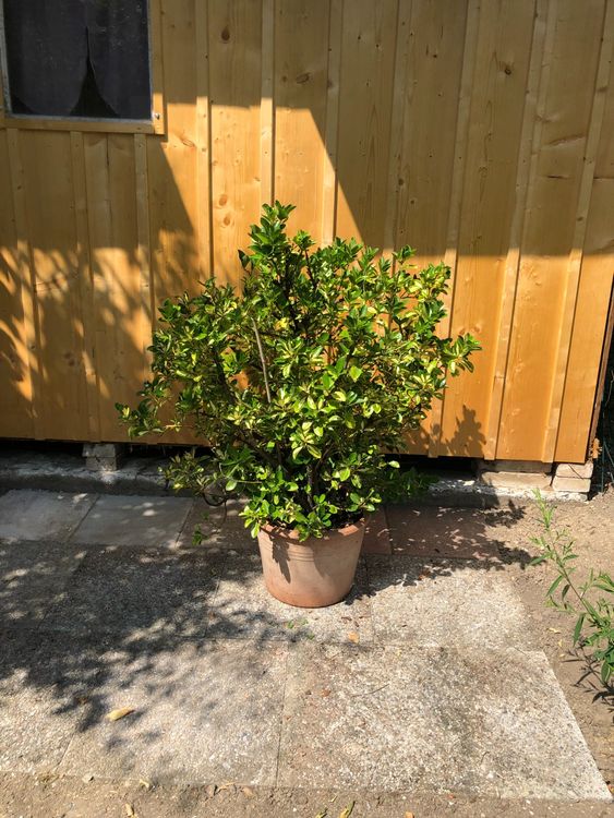 Japanischer Spindelstrauch Im Kubel