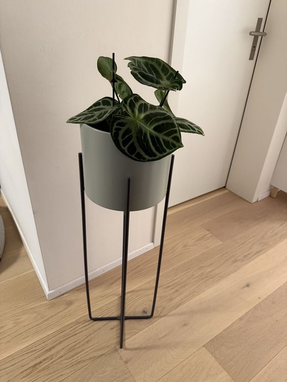 Depot Blumentopf Mit Stander
