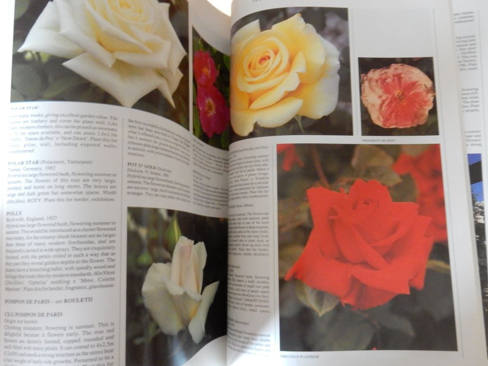 Enzyklopädie Rosen mit über 400 Fotos von Peter Harkness | Kaufen auf ...