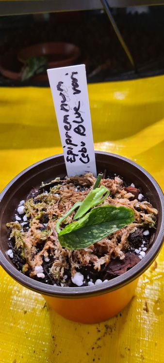 Epipremnum cebu blue variegata steckling (Rare) | Kaufen auf Ricardo