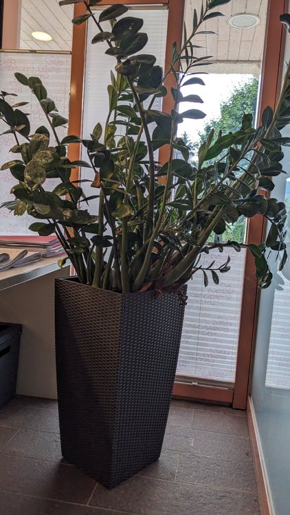 Büropflanze für Arbeitszimmer & Büroräume (Gebraucht) in Obergösgen für ...