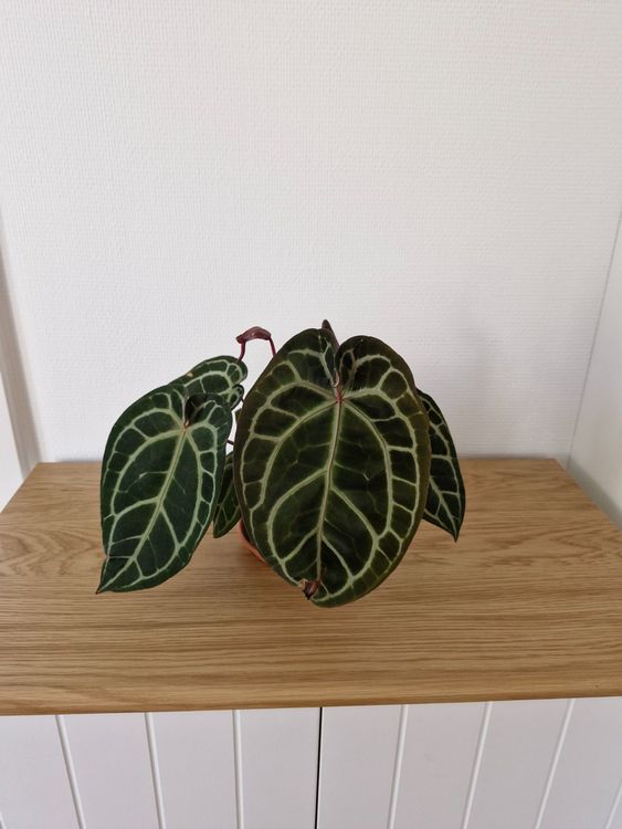 Anthurium Red Crystallinum NSE xTezula (Gebraucht) in St. Gallen für ...