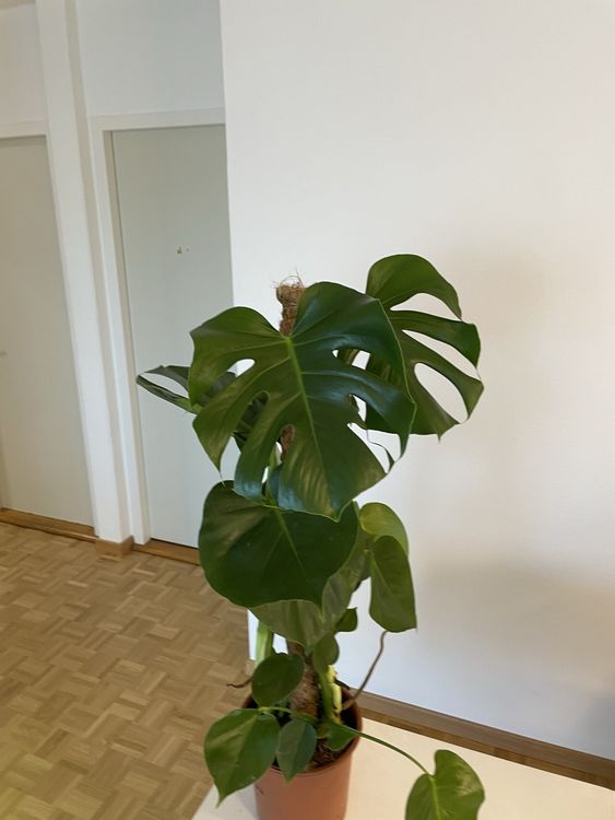 Monstera deliciosa Pflanze mit Moosstab c.a 80 cm hoch Nr. 6 | Kaufen ...