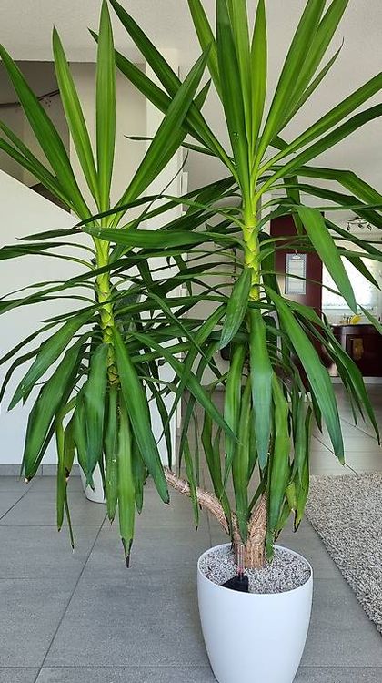 Yucca Palme Kaufen