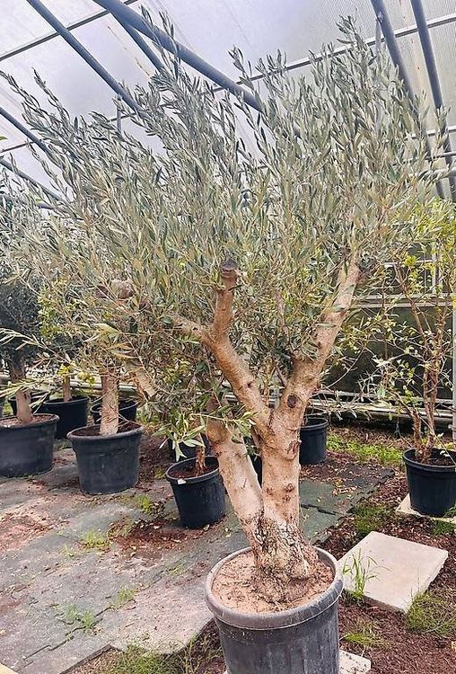 Olivenbaum "Extra VII" winterhart (Gebraucht) in Zuckenriet für CHF 360 – nur Abholung auf ...