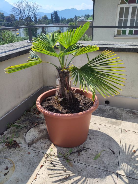 Palme im Topf (Gebraucht) in Meggen für CHF 90 – nur Abholung auf ...