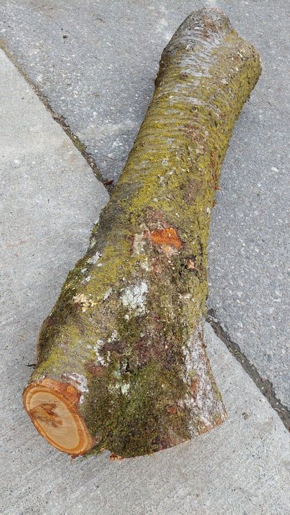 Kirsche Stamm Holz Kirschbaumstamm Sägen drechseln basteln (Neu (gemäss ...