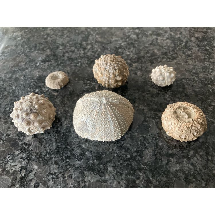 Versteinerte Seeigel Set B- Ware Fossilien Versteinerung | Kaufen auf ...