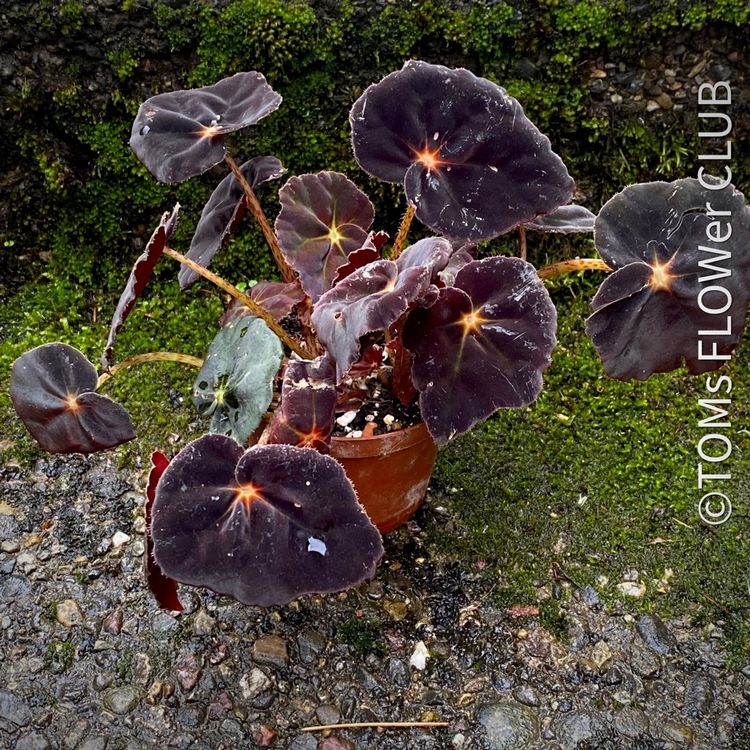 Begonia Conga | Kaufen auf Ricardo