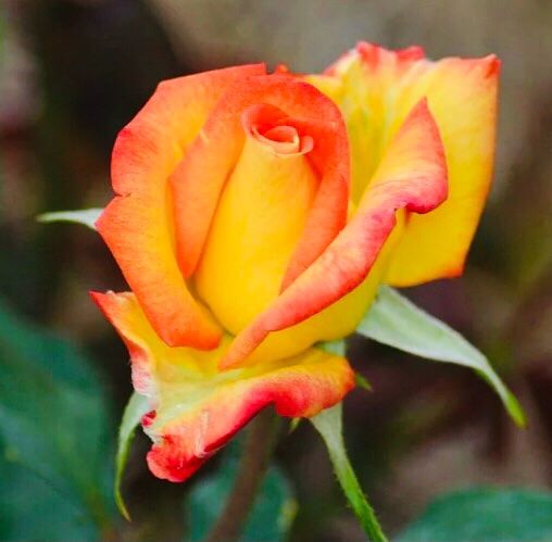 Rose Polyantha "TRANDAFIR" Farbe FLAMME (Stamm + 50cm Wurzel | Kaufen ...