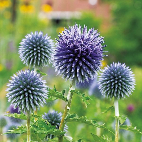 Echinops ritro / Kugeldistel Sämling/ Winterharte Staude | Kaufen auf ...