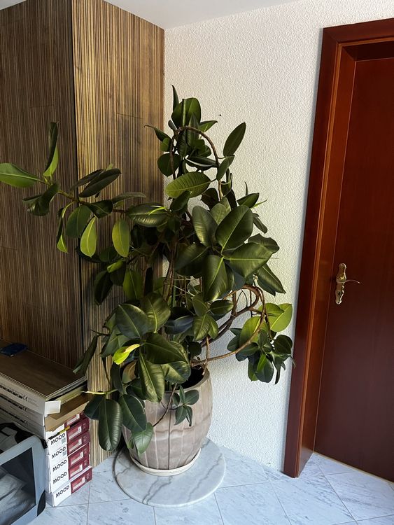 Grosser Gummibaum im Topf, ca. 180cm hoch (Gebraucht) in Steg im Tösstal für CHF 24 – nur ...