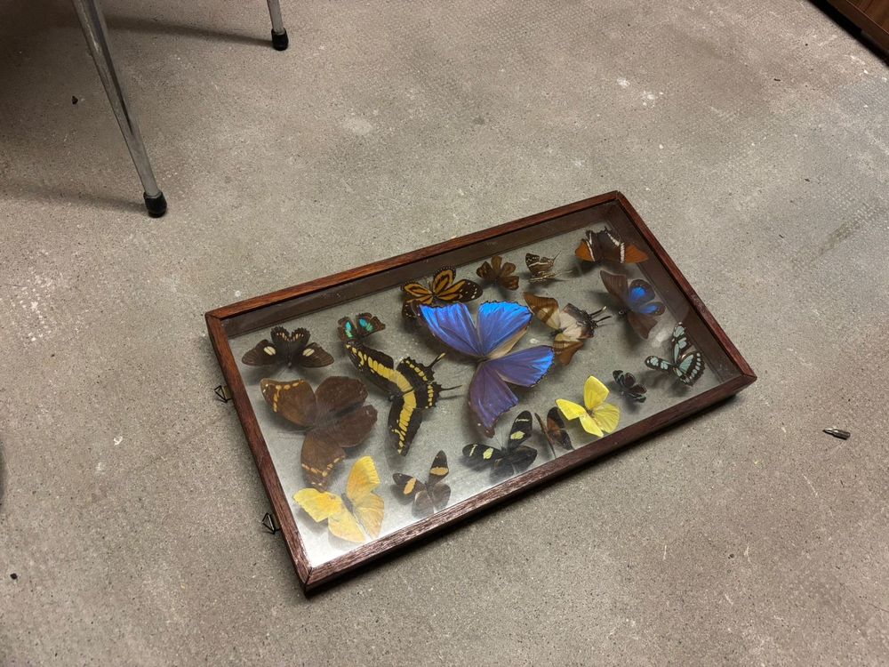 Vintage Framed Butterfly Collection – Real Specimens in Wood (Gebraucht ...