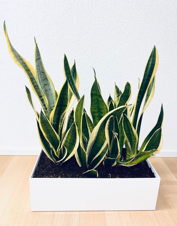 Sansevieria Pflanze Golden Flame Plant with Large Pot (Gebraucht) in ...
