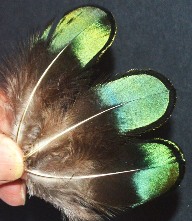 Deko Federn 353 - 6 bis 8 cm – Fasan - 10 Stück | Kaufen auf Ricardo