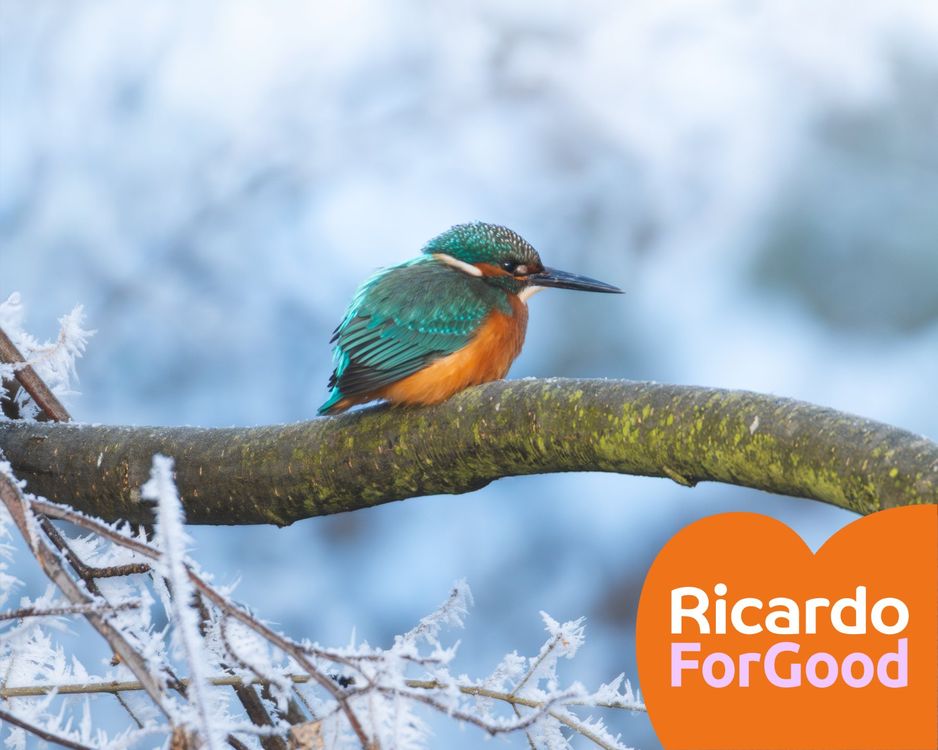 Eisvogel am Pfäffikersee, Fine-Art Print von Yannick Lyner (Neu und ...