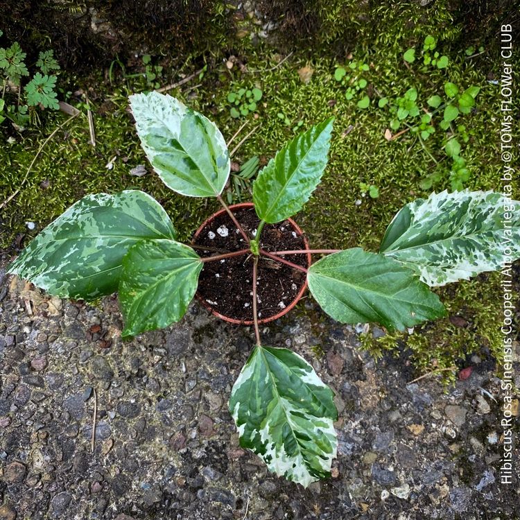 Hibiscus Rosa-Sinensis Cooperii Albo Variegata (Neu (gemäss Beschreibung)) in Adliswil für CHF ...