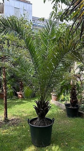 Phoenix-Palme (Dattelpalme) | Kaufen auf Ricardo