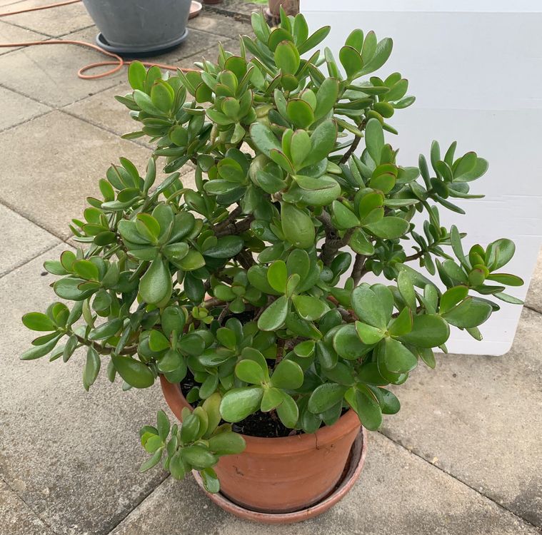 ca 35-jähriger Geldbaum Crassula ovata Balkonpflanze 40 cm (Neu (gemäss ...