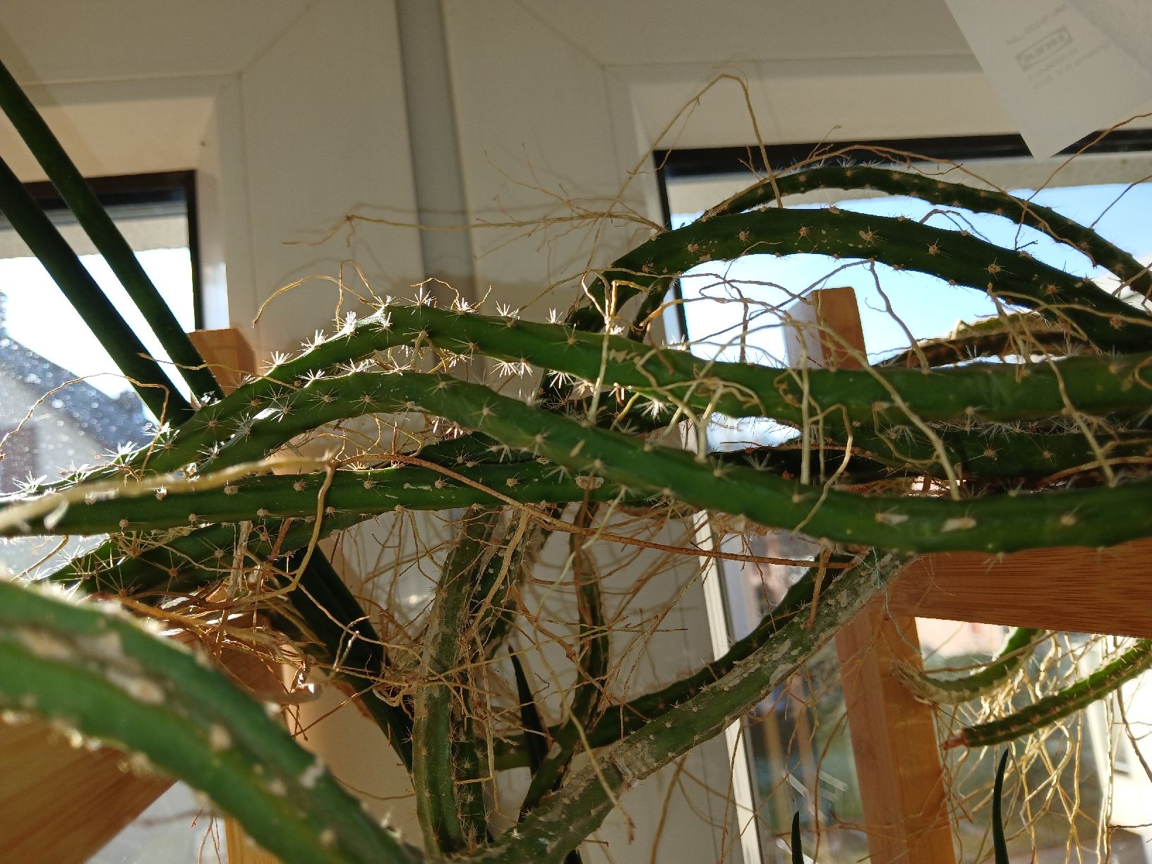 🌵 Selenicereus validus – Steckling 10–20 cm (unbewurzelt) (Gebraucht ...