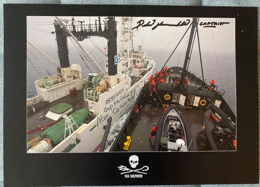 Poster von Sea Shepherd (Gebraucht) in Besazio für CHF 40 – mit ...