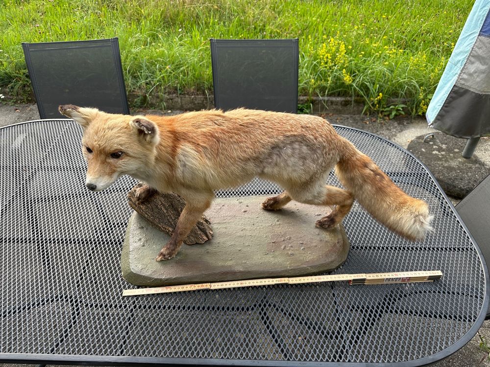 Fuchs Präparat | Kaufen auf Ricardo