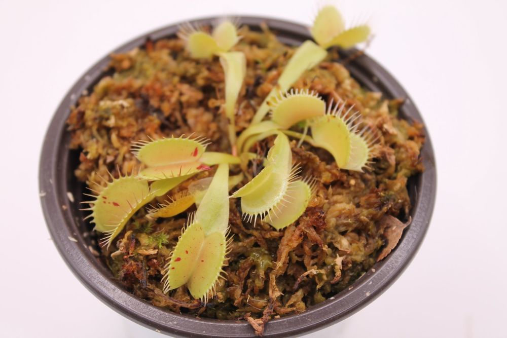 Venusfliegenfalle „Patches“ – fleischfressende Pflanze (Neu (gemäss ...