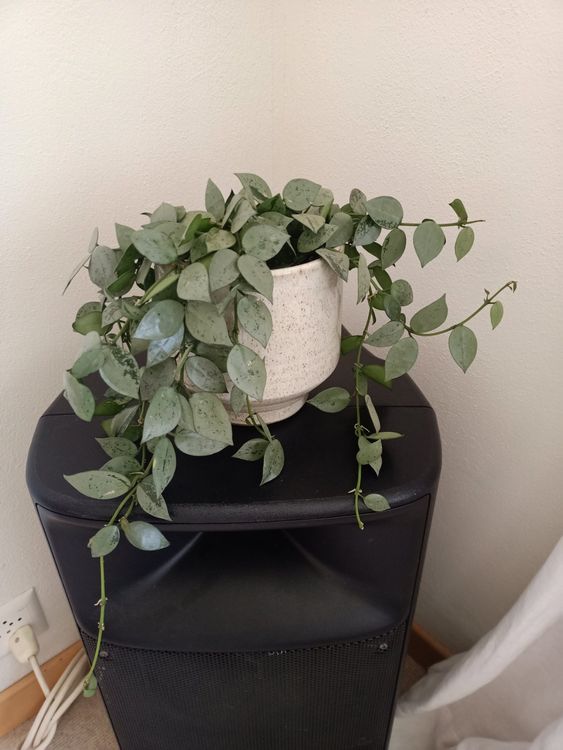 Hoya krohniana | Kaufen auf Ricardo