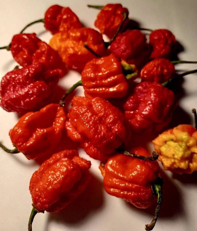 RARISSIMO!!! 🌶🌶🌶 30 Samen HOT 🔥 Paprika CAROLINA REAPER (Neu und ...