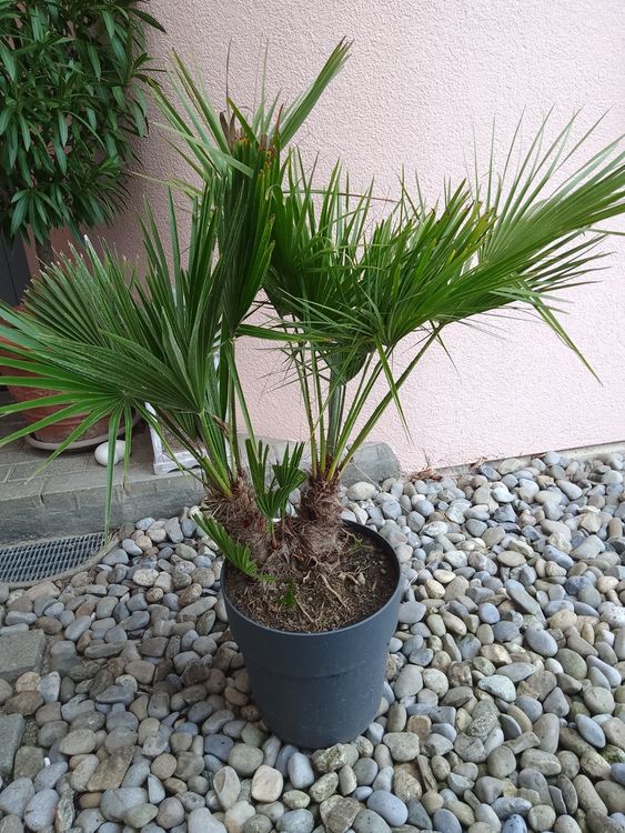 Palme | Kaufen auf Ricardo