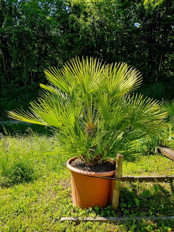 Palme - europäische mehrstämmige Zwergpalme (Gebraucht) in Birmensdorf ZH für CHF 550 – nur ...