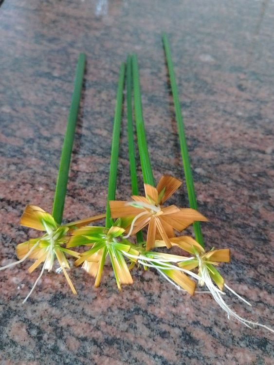 5x Cyperus Alternifolius PAPYRUS STECKLINGE Zypergras NEU!!! (Neu und ...