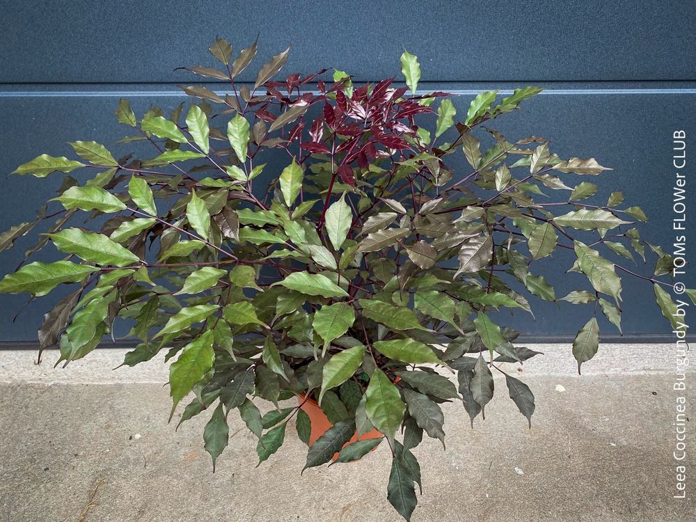 Leea Coccinea Burgundy - Hawaiianische "Stechpalme" für Dich (Neu und ...